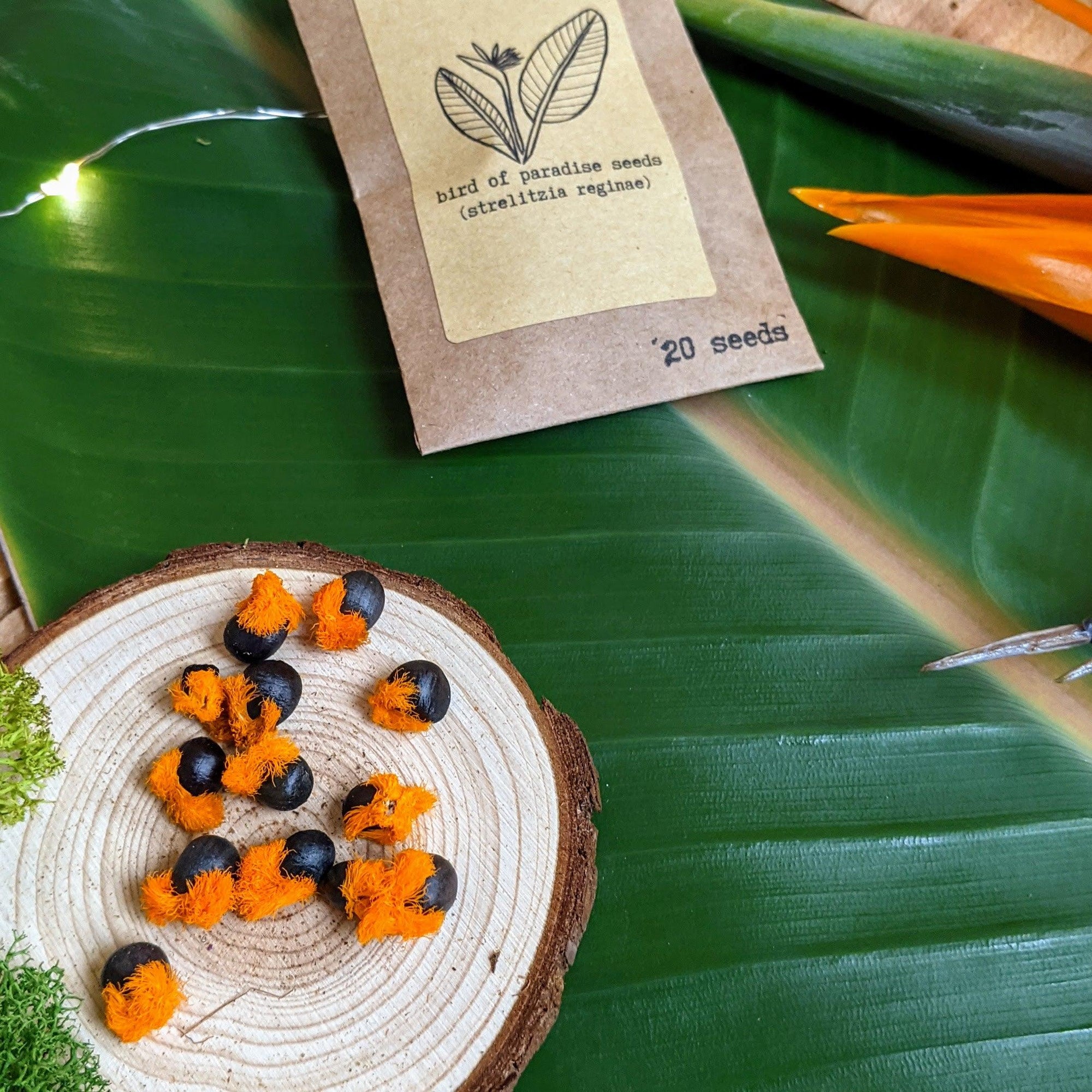 Seed Scarification: The Key to Germinating Houseplant Seeds with Tough ...