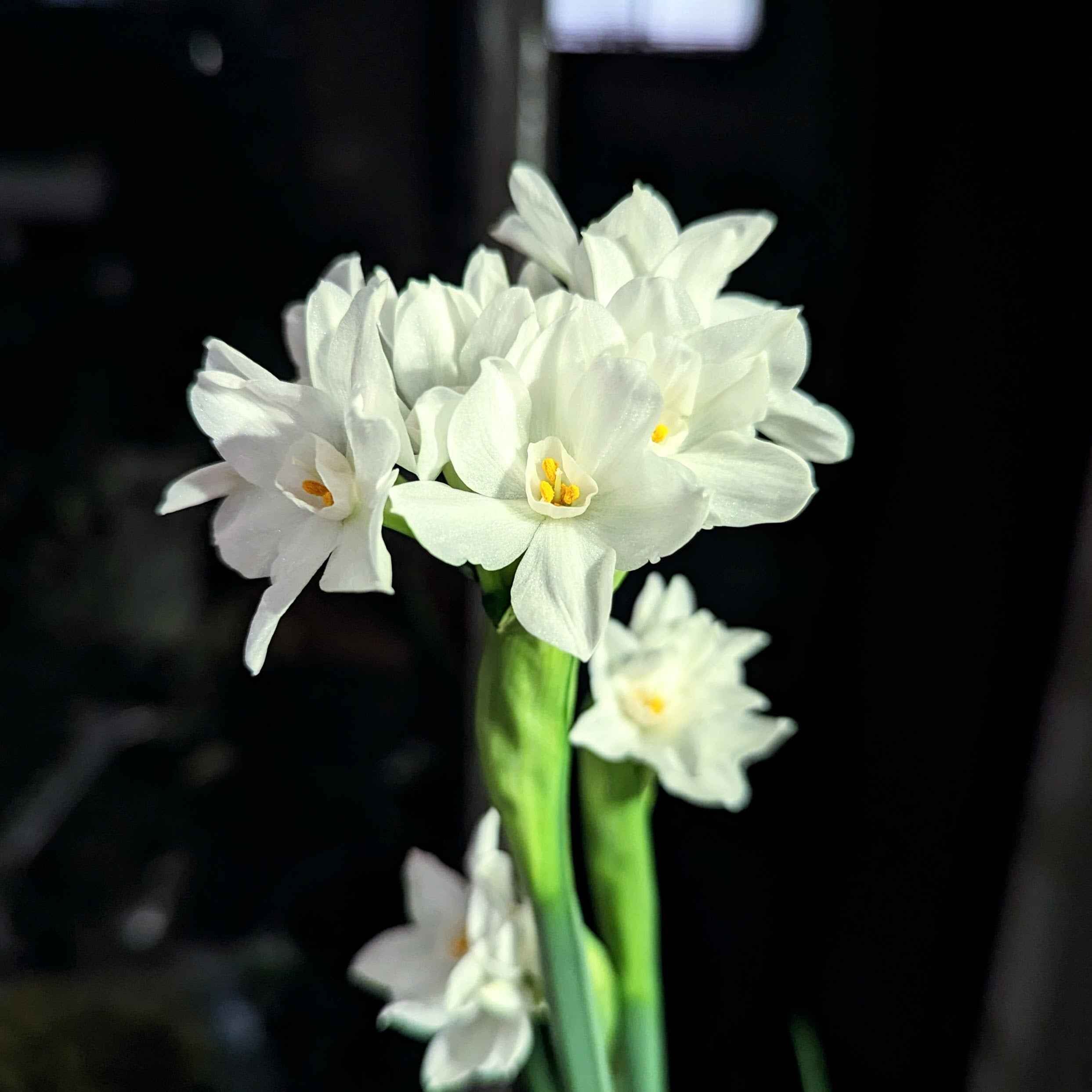 Paperwhite Bulb – Plantflix