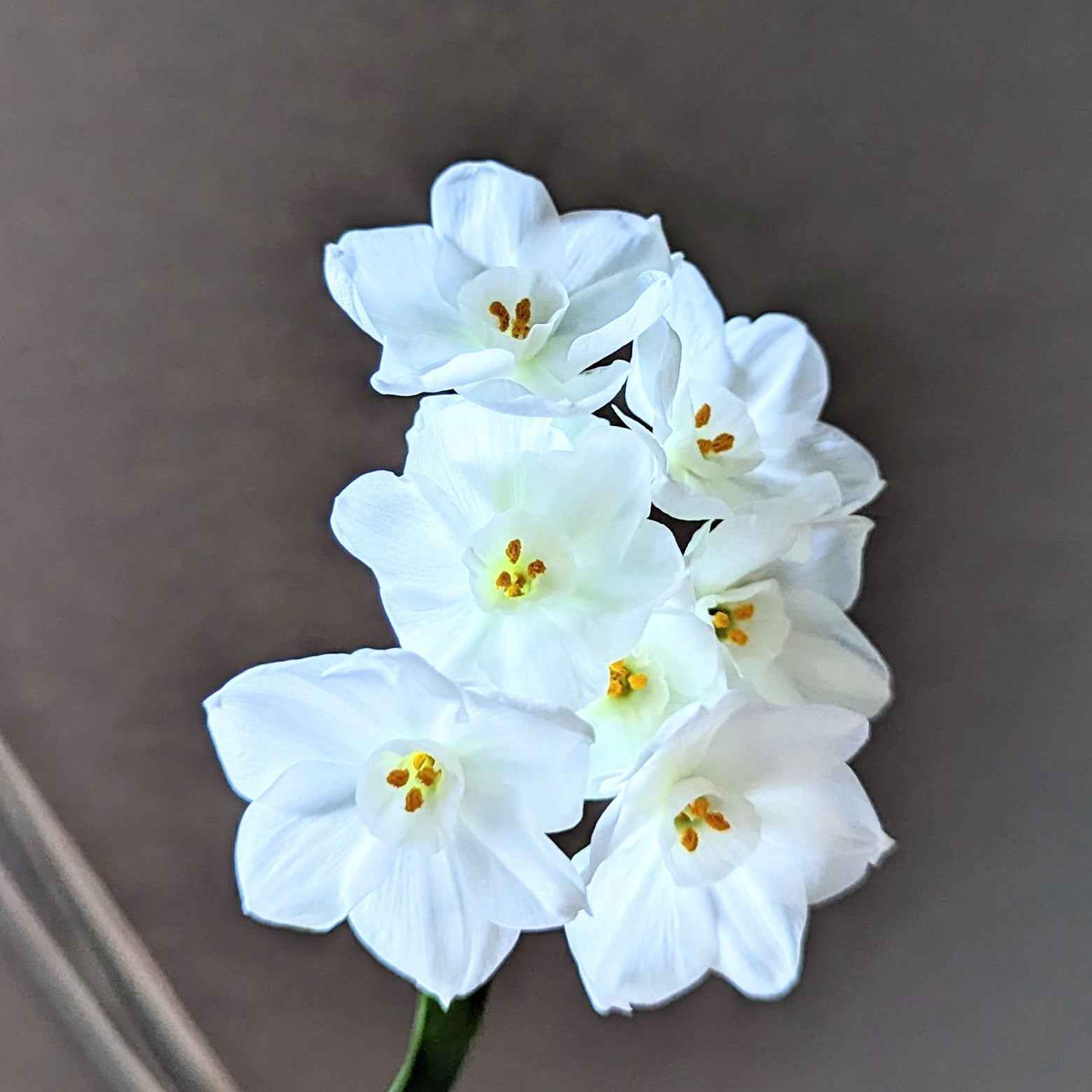 Paperwhite Bulb – Plantflix