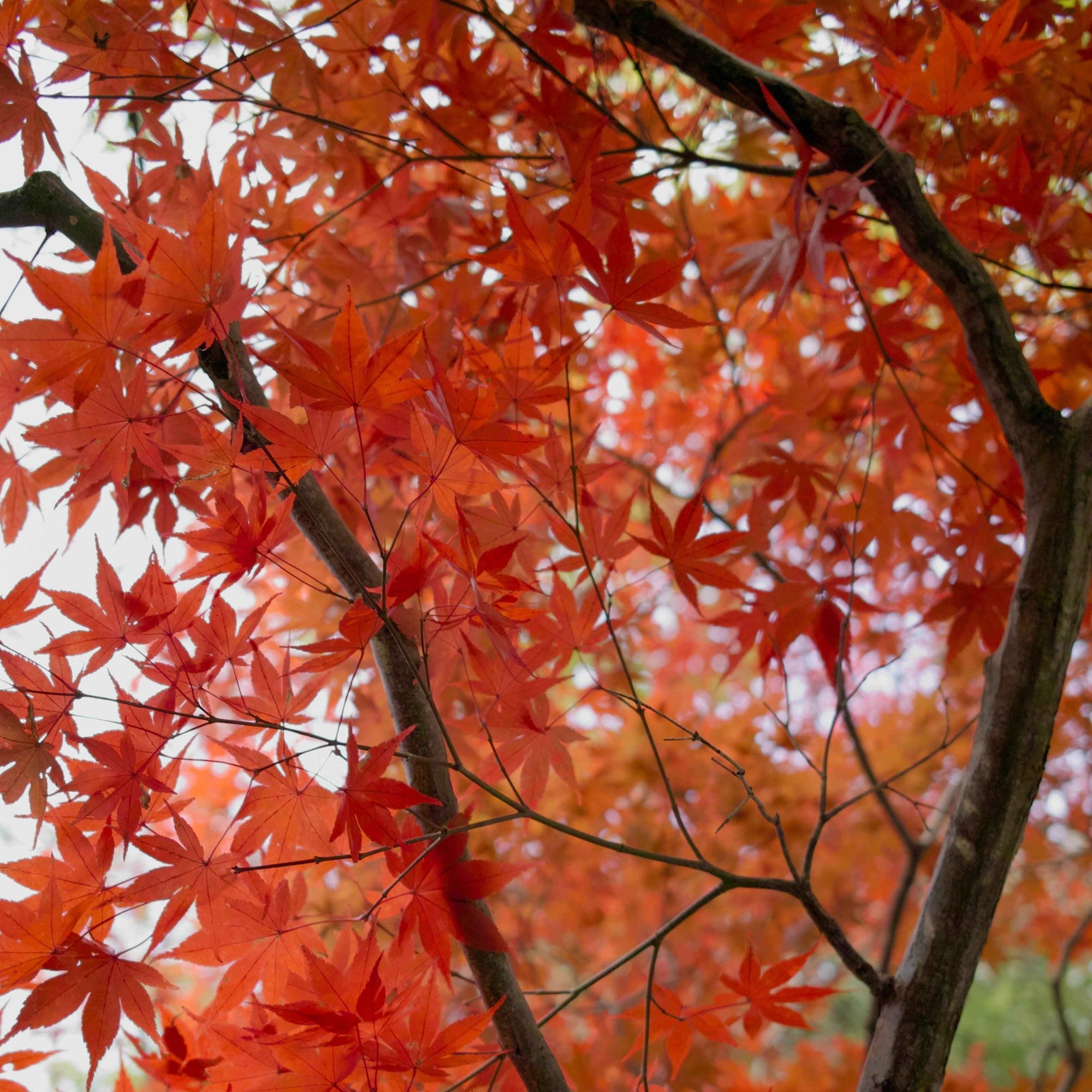 Acer Palmatum 'Japanese Red Maple' Seeds – Plantflix