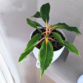 Chlorophytum Amaniense 'Fire Flash' Seeds – Plantflix