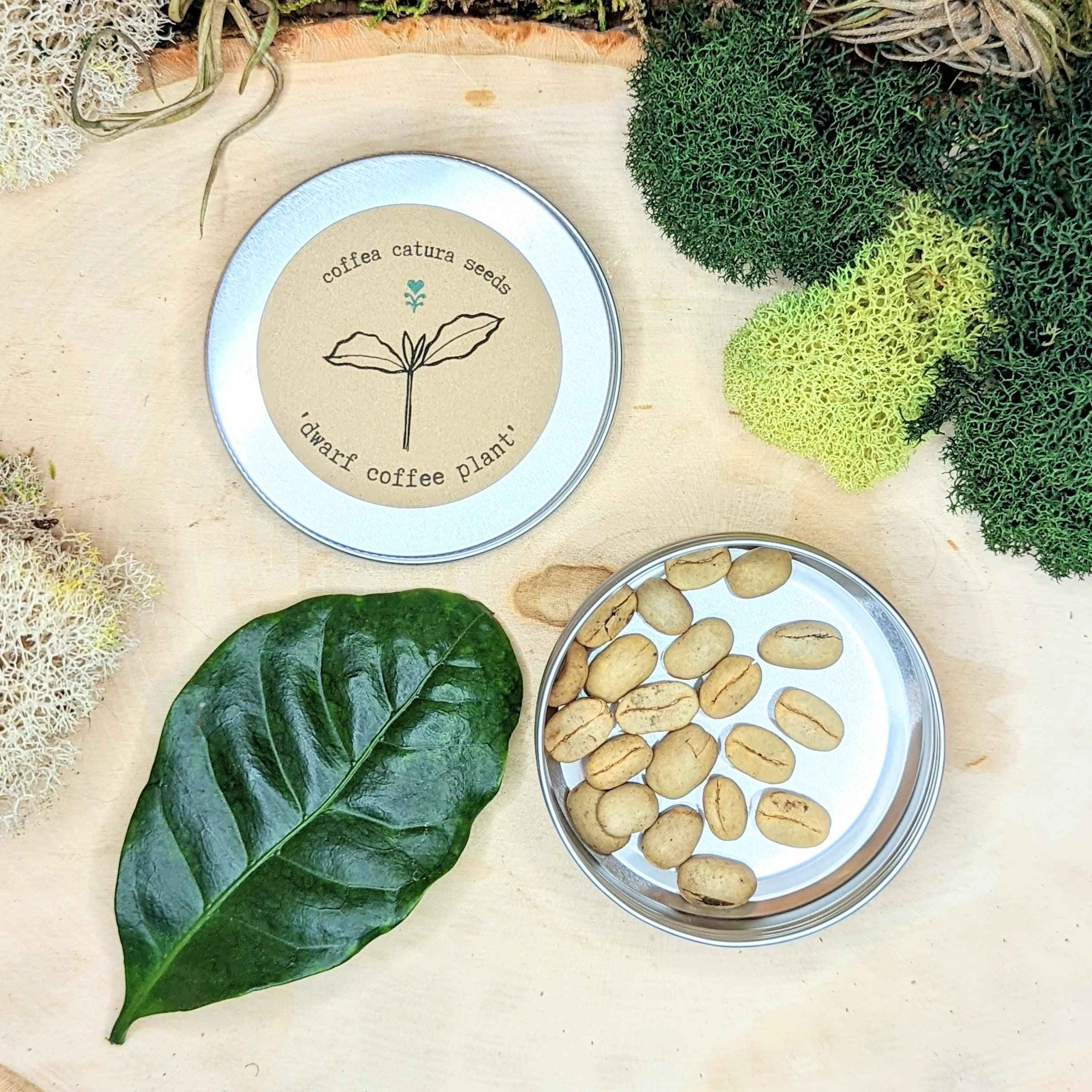 Coffea 'Coffee Plant' Seeds – Plantflix