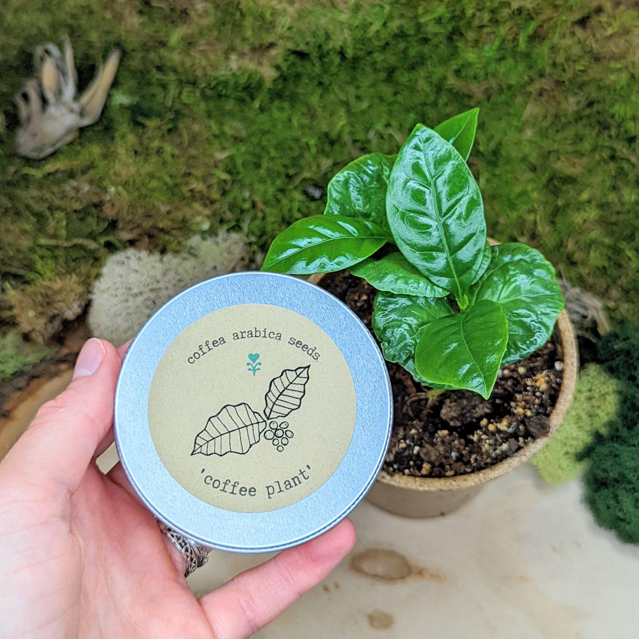 Coffea 'Coffee Plant' Seeds – Plantflix