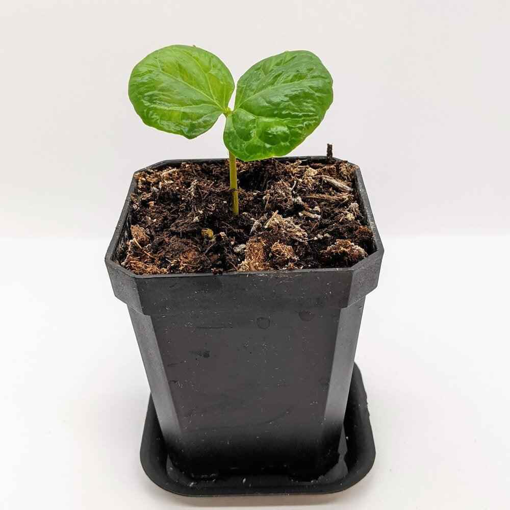 Coffea 'Coffee Plant' Seeds – Plantflix