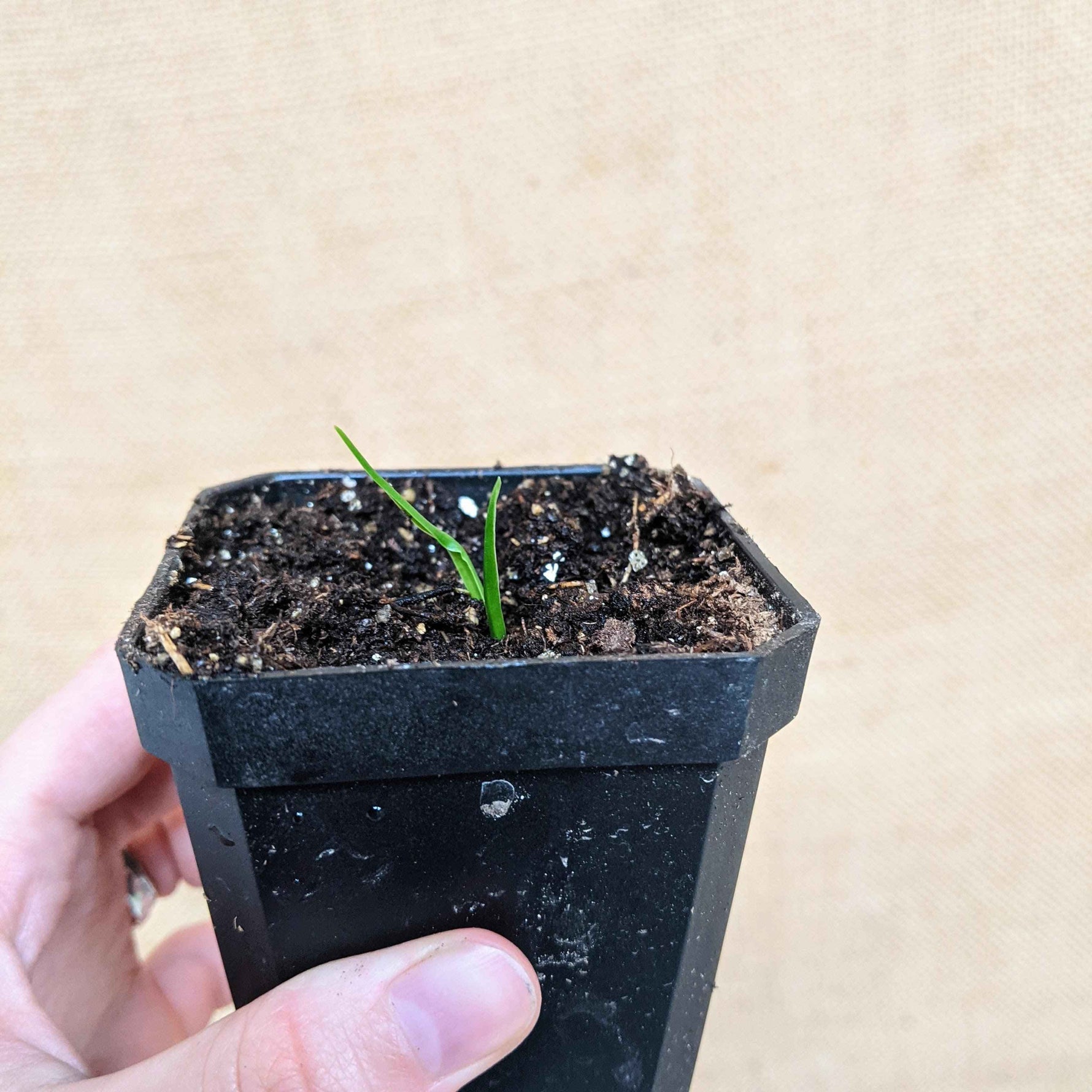 Dracaena Draco 'Dragon Tree' Seeds – Plantflix