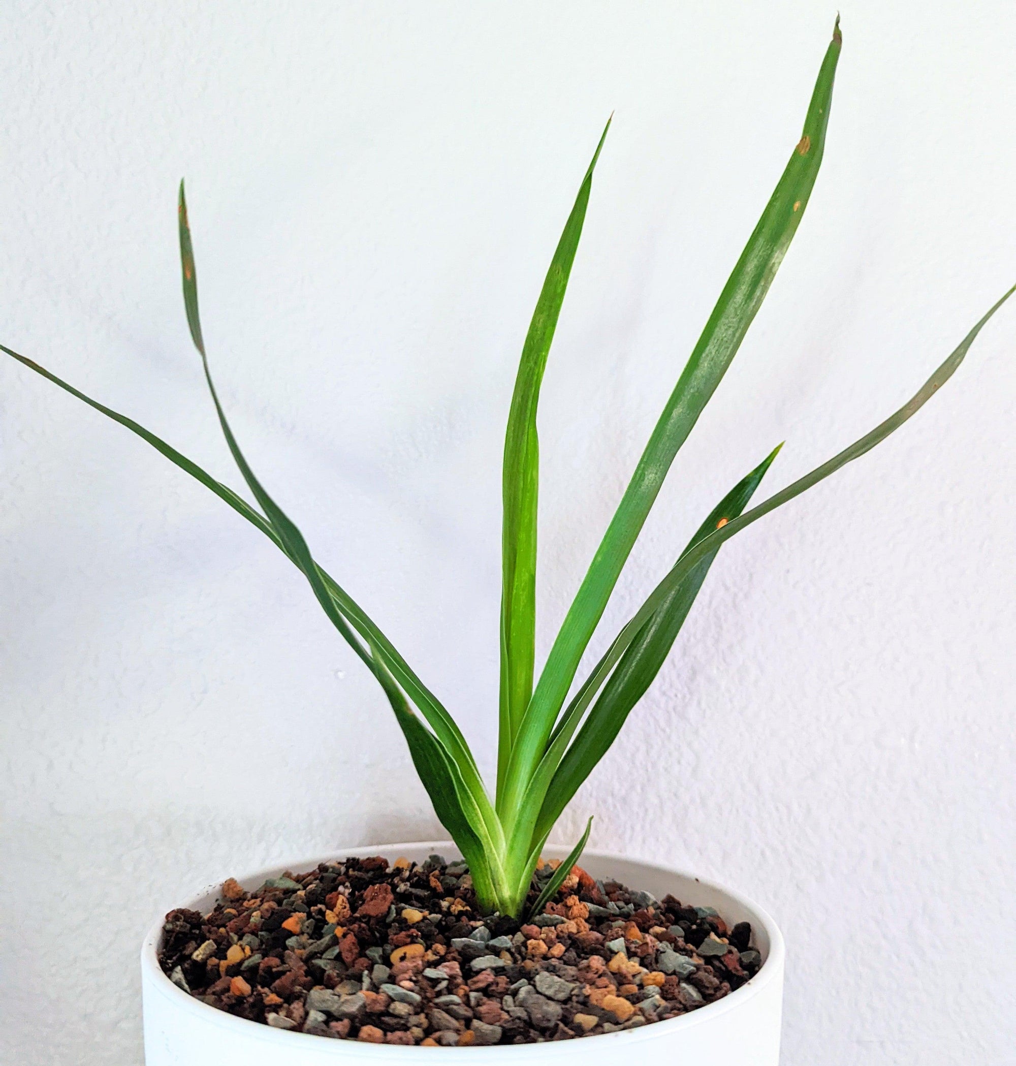 Dracaena Draco 'Dragon Tree' Seeds – Plantflix