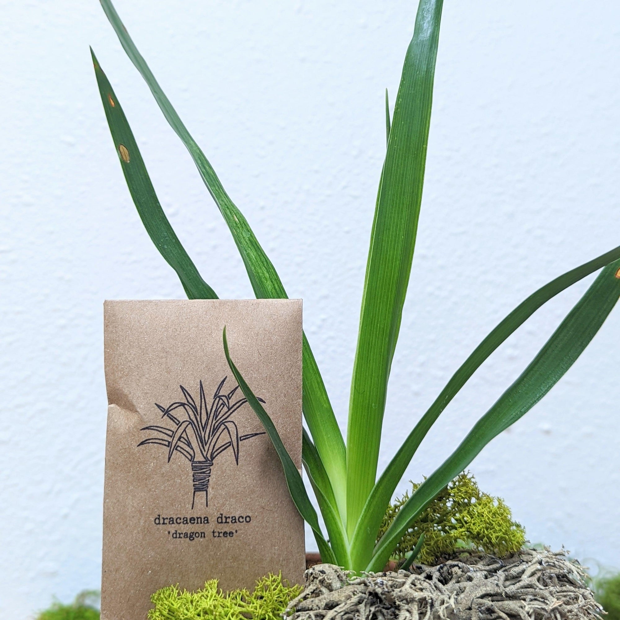 Dracaena Draco 'Dragon Tree' Seeds – Plantflix