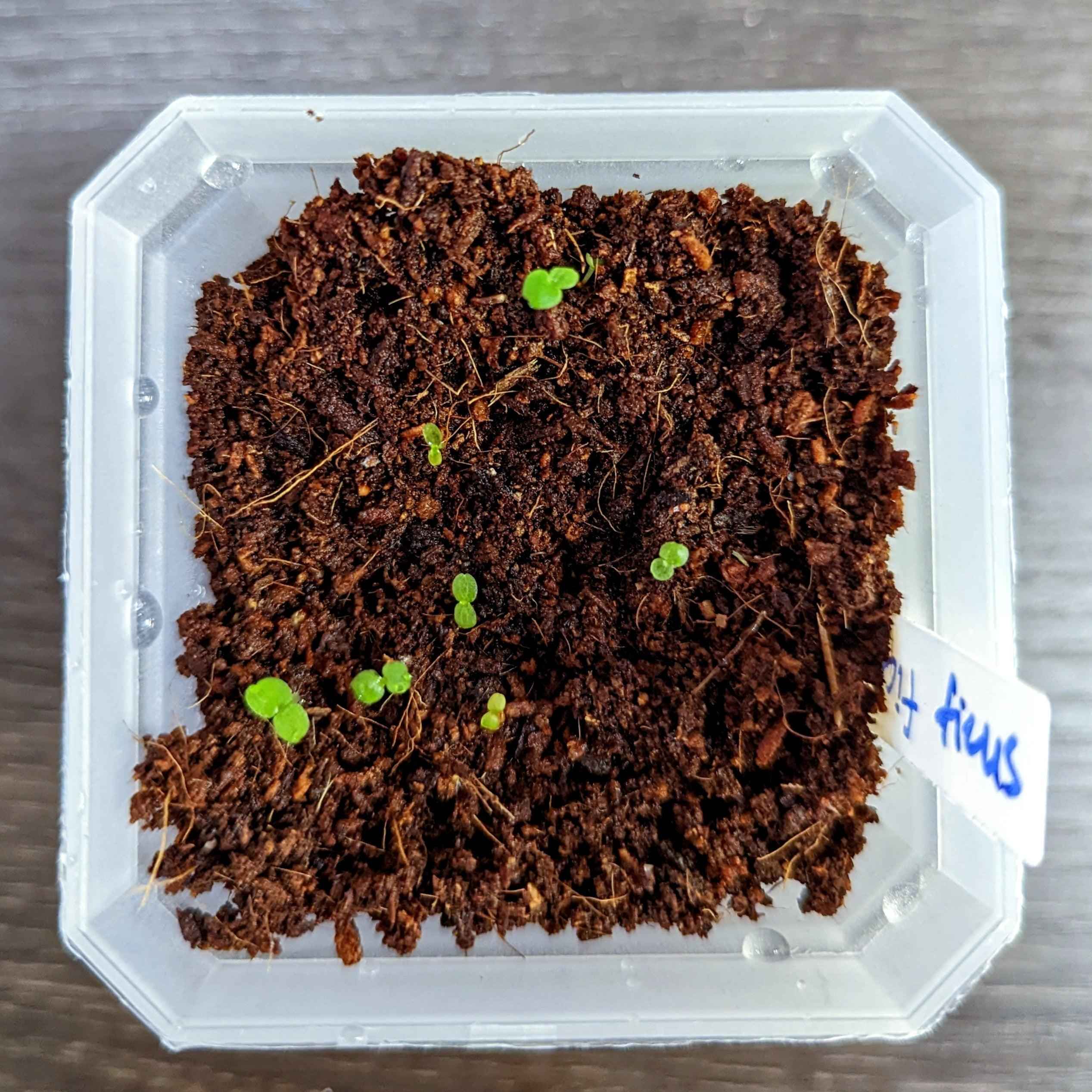 Ficus Altissima 'Lofty Fig' Seeds – Plantflix