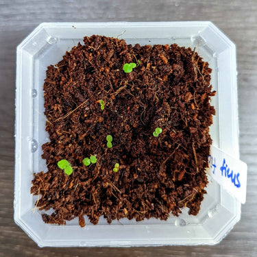 Ficus Altissima 'Lofty Fig' Seeds – Plantflix