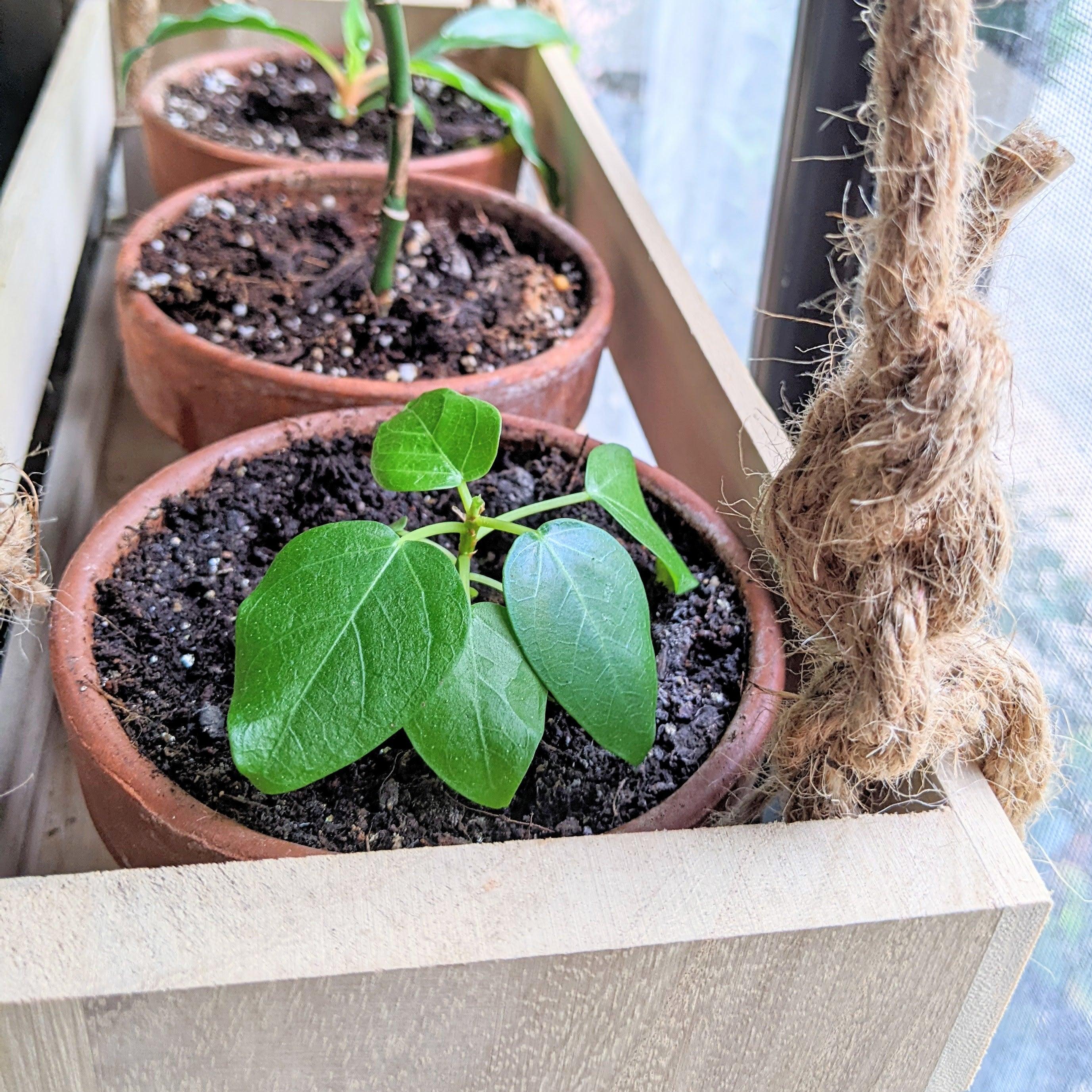 Ficus Altissima 'Lofty Fig' Seeds – Plantflix