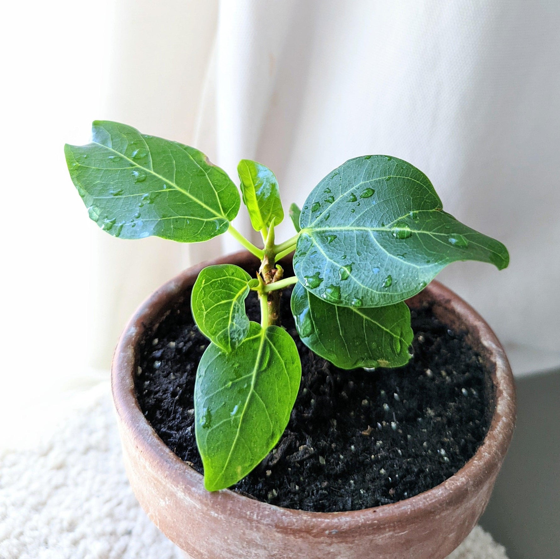 Ficus Altissima 'Lofty Fig' Seeds – Plantflix