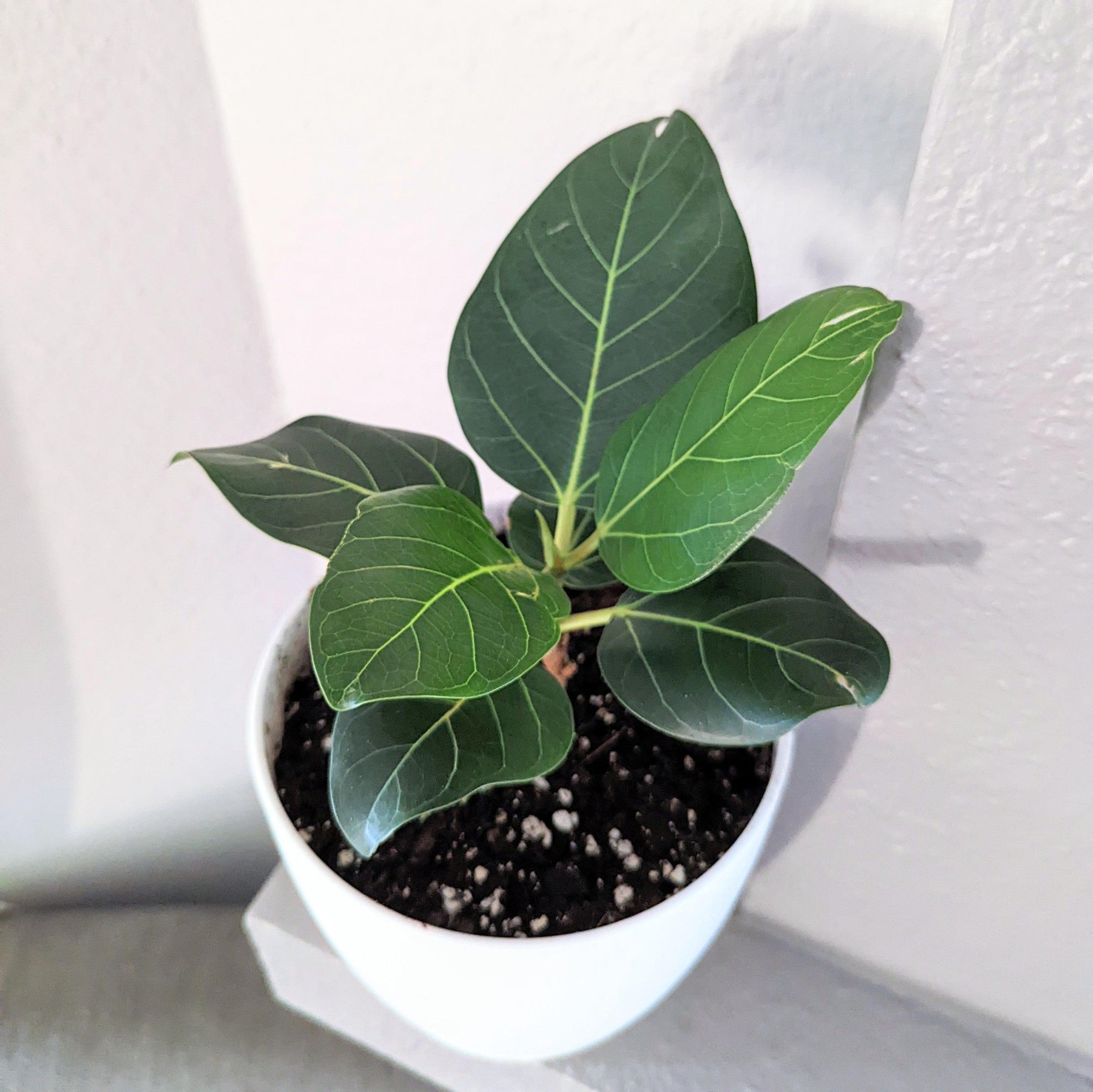 Ficus Altissima 'Lofty Fig' Seeds – Plantflix