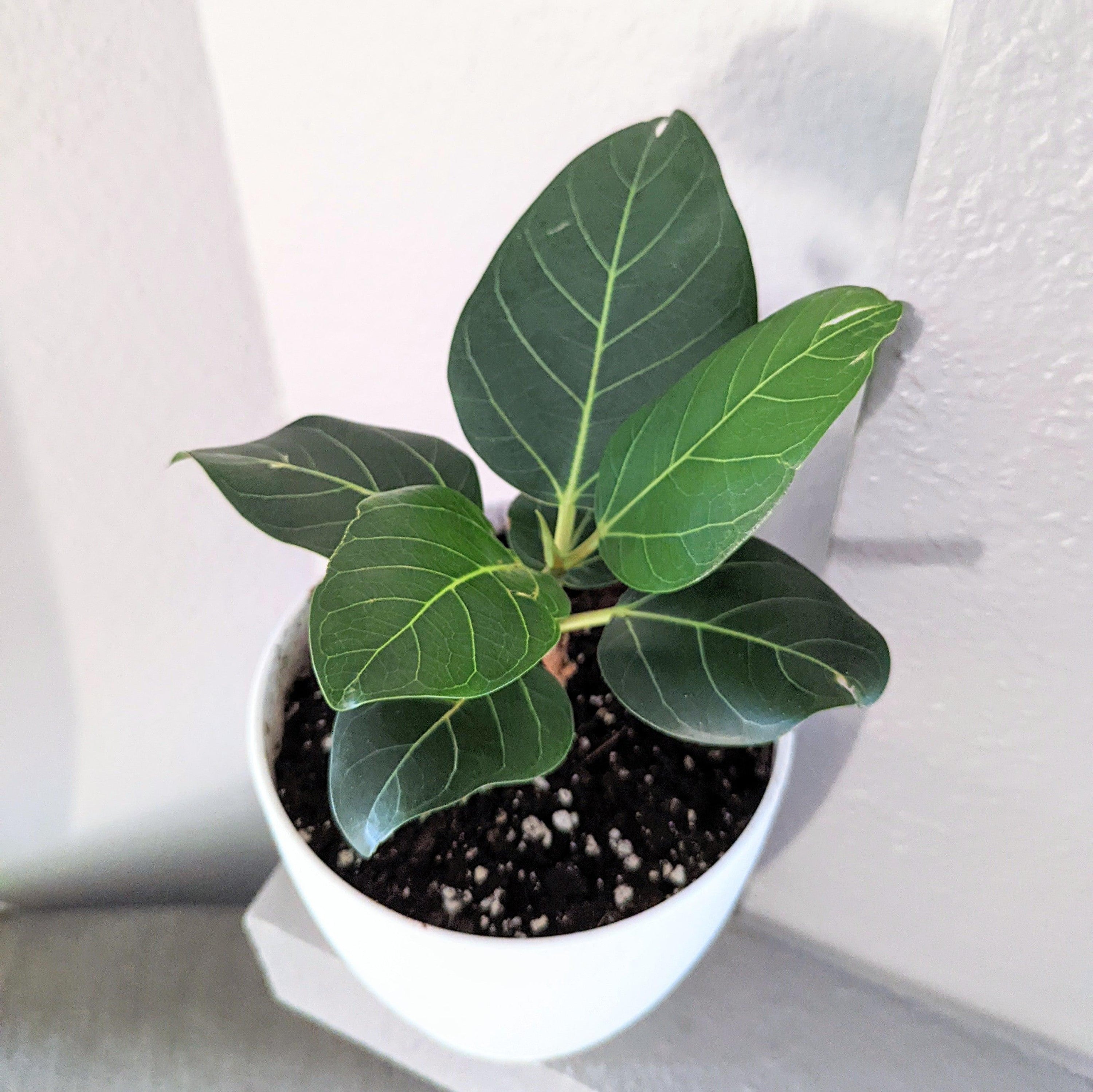 Ficus Altissima 'Lofty Fig' Seeds – Plantflix