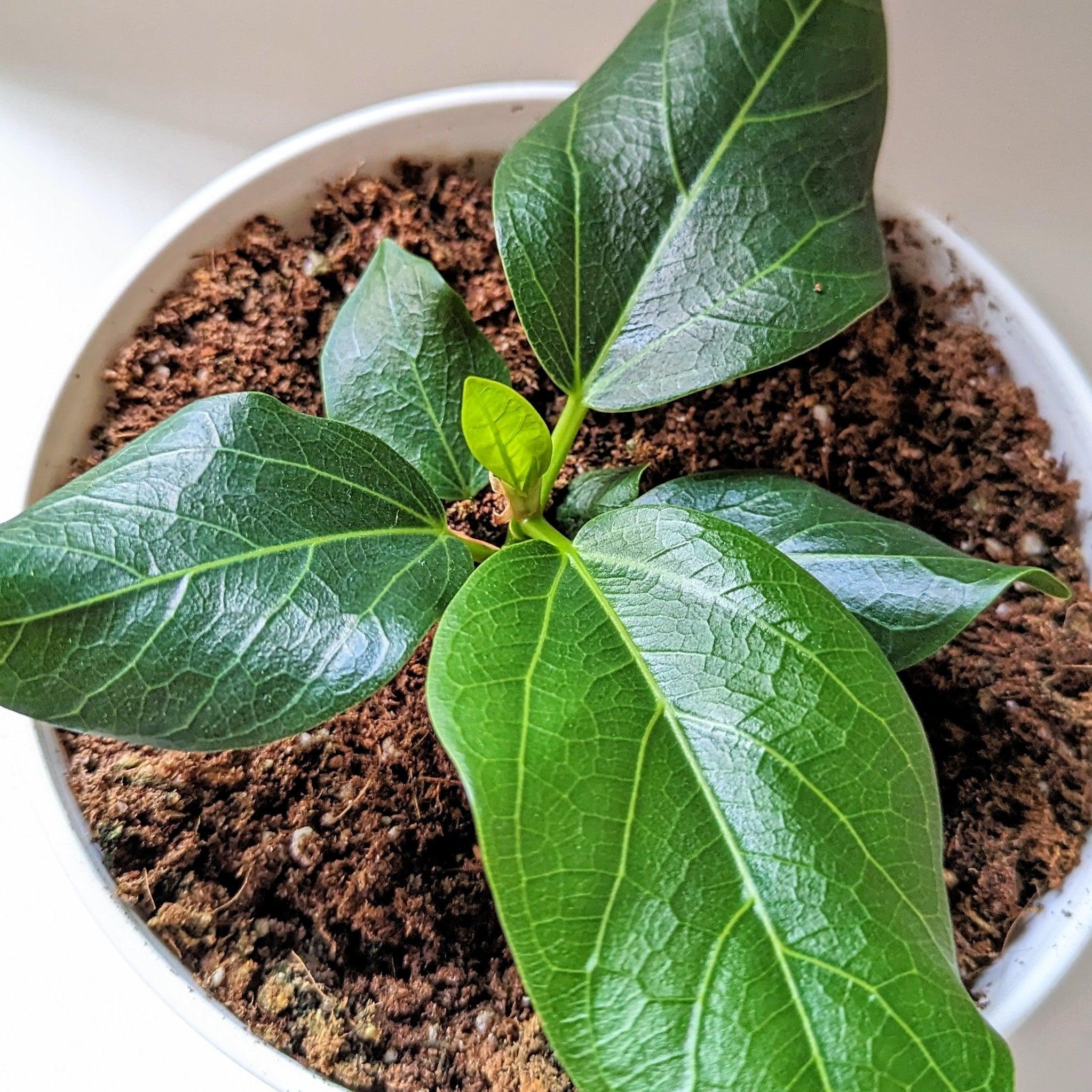 Ficus Altissima 'Lofty Fig' Seeds – Plantflix