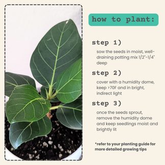 Ficus Altissima 'Lofty Fig' Seeds – Plantflix