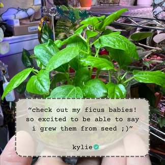 Ficus Altissima 'Lofty Fig' Seeds – Plantflix