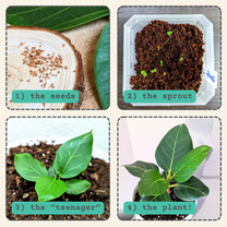 Ficus Altissima 'Lofty Fig' Seeds – Plantflix