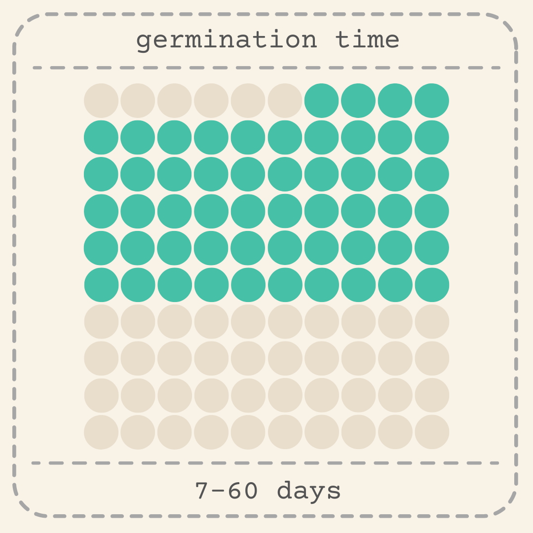 Monstera Deliciosa "Swiss Cheese Plant" Seeds – Plantflix