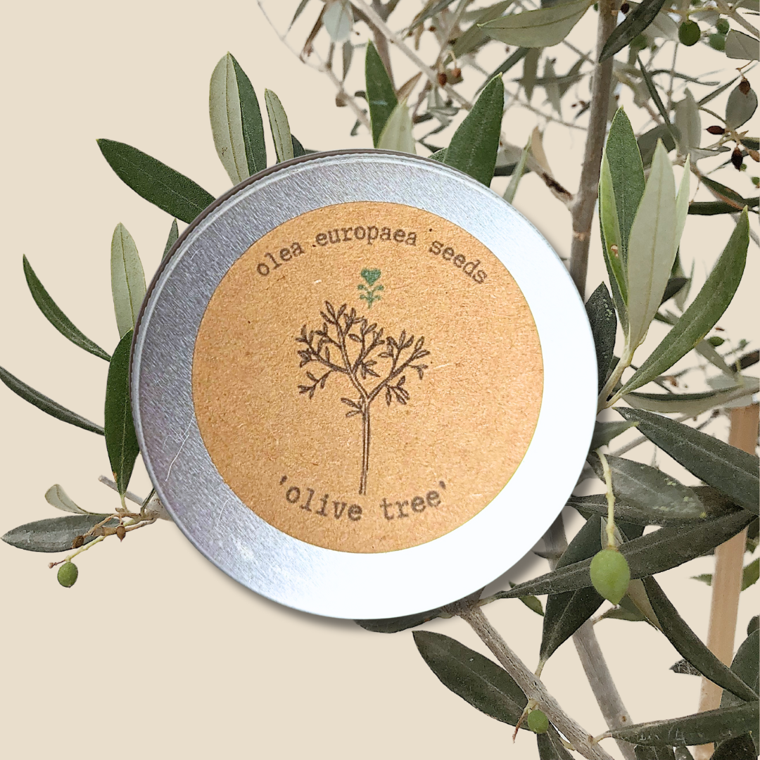 Olea Europaea 'Olive Tree' Seeds – Plantflix