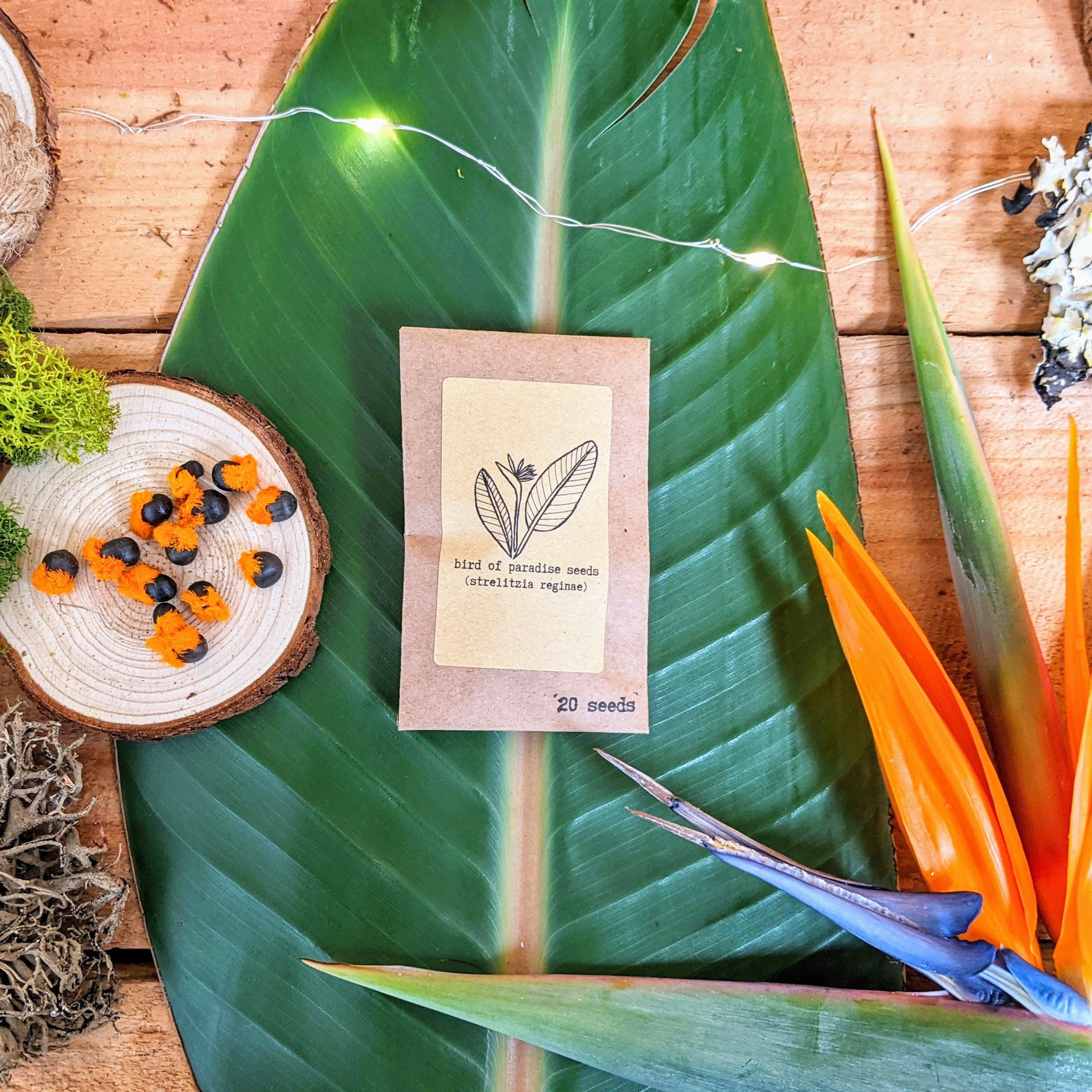 Strelitzia 'Bird of Paradise' Seeds – Plantflix