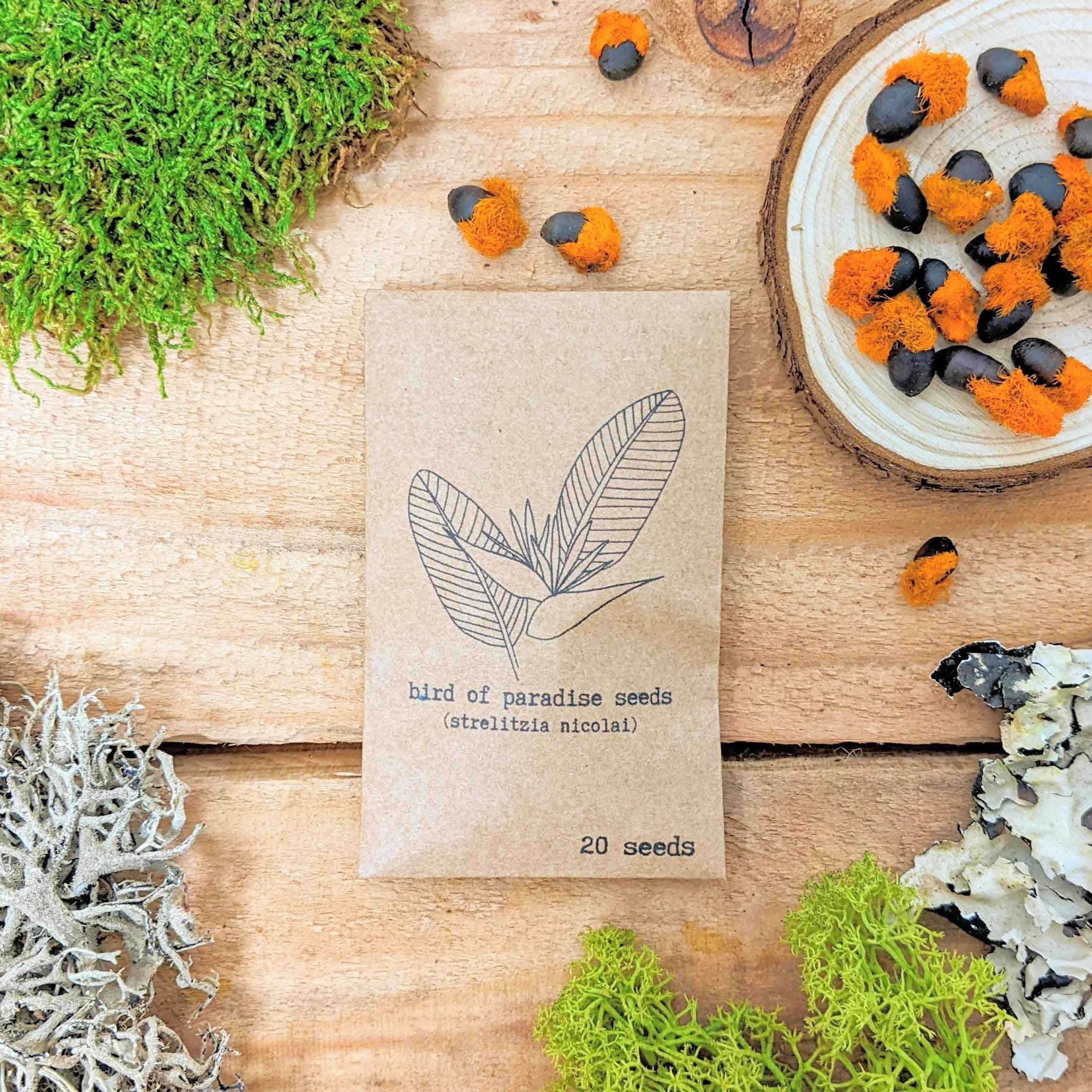 Strelitzia 'Bird of Paradise' Seeds – Plantflix