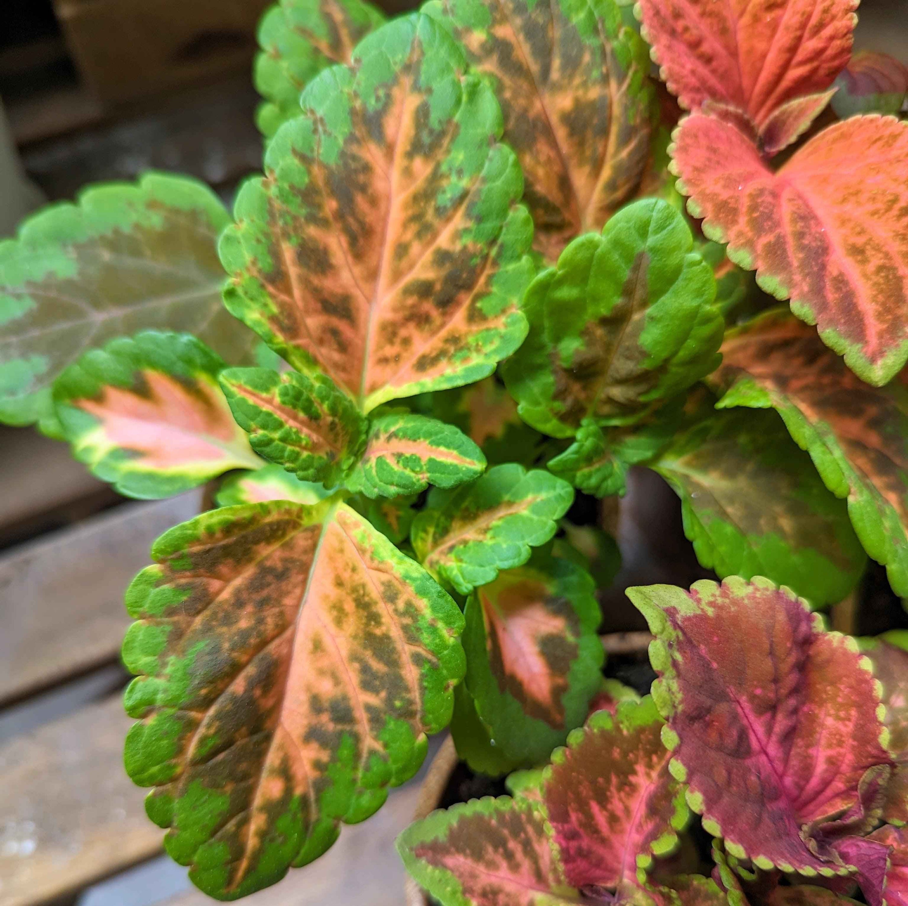 Wizard Coleus Mix Seeds – Plantflix
