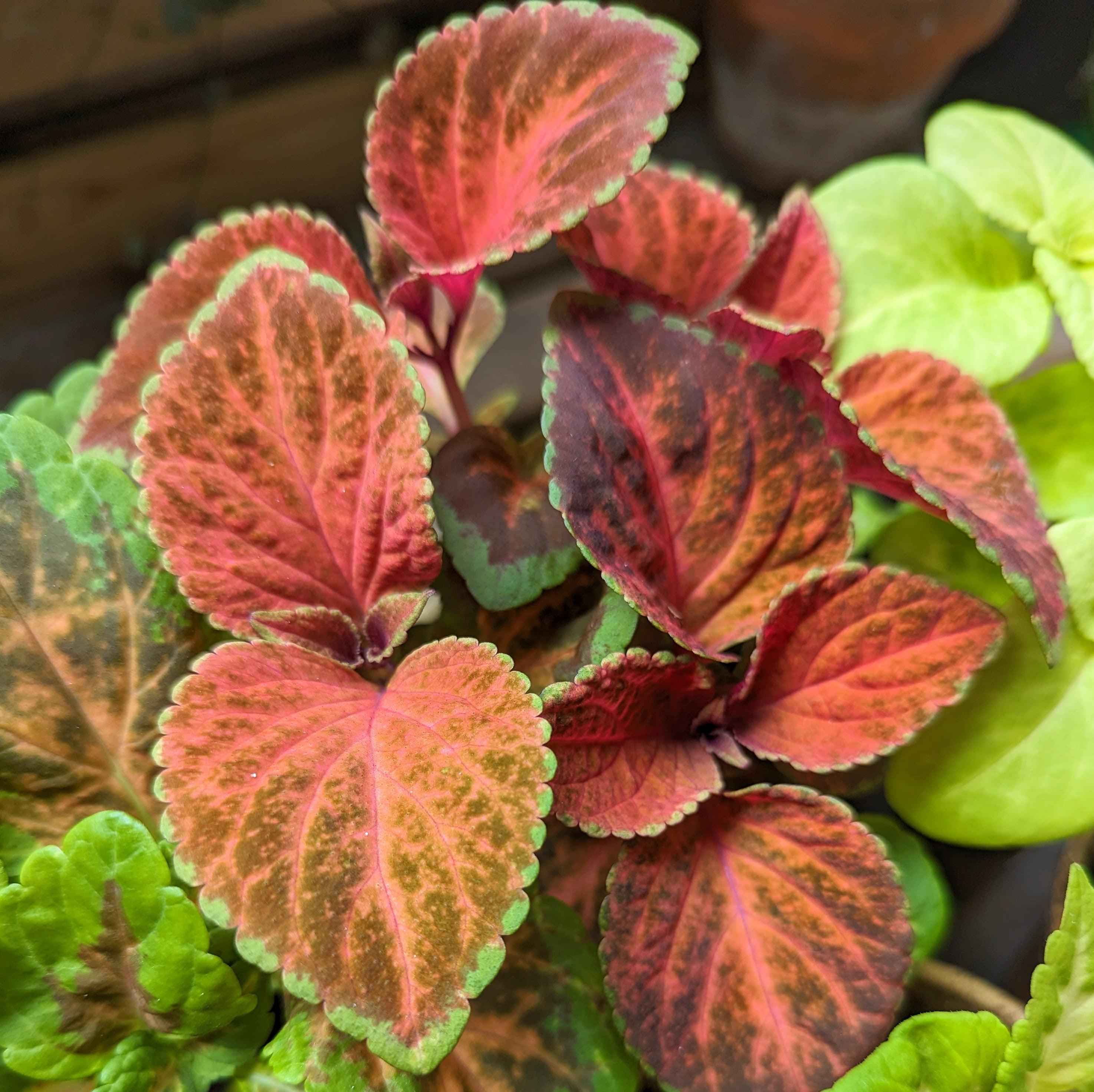 Wizard Coleus Mix Seeds – Plantflix